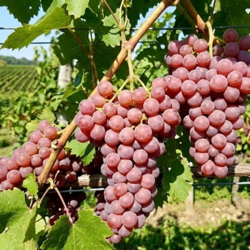 Winorośl Canadice (Vitis Canadice) Sklep Niepodlewam